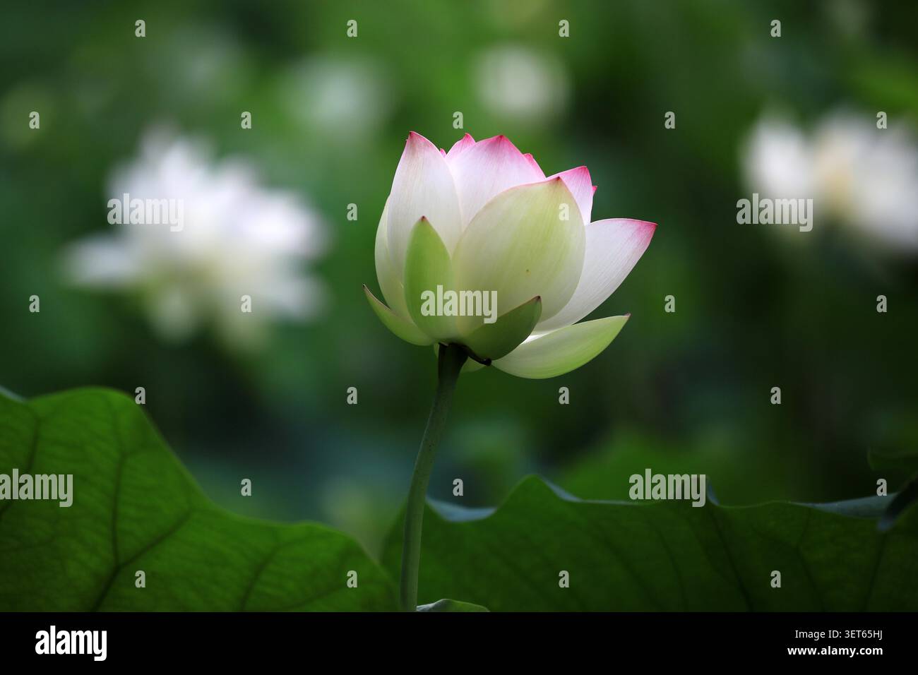 White lotuses bloom at Chuxiu Park in Huai'an, east China's Jiangsu ...