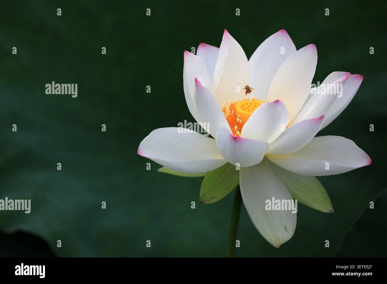 White lotuses bloom at Chuxiu Park in Huai'an, east China's Jiangsu ...