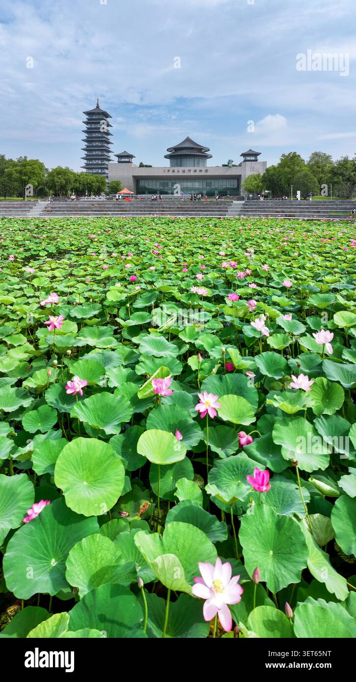 Tourists admire blooming lotuses at the Grand Canal Sanwan Wetland Park ...