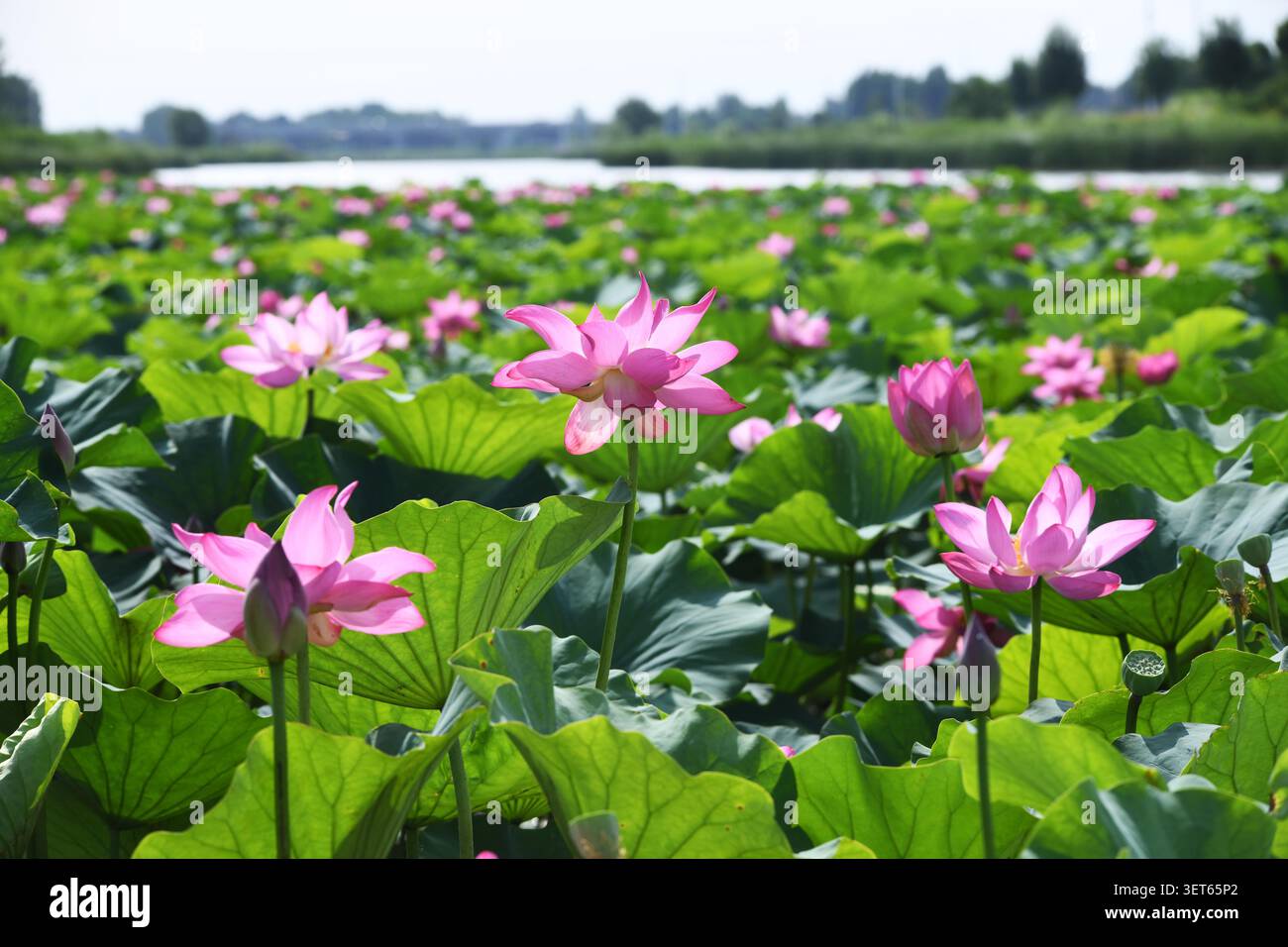 Lotus flowers bloom at Mudao Ditch (Ci River) Wetland in Xinle, north ...
