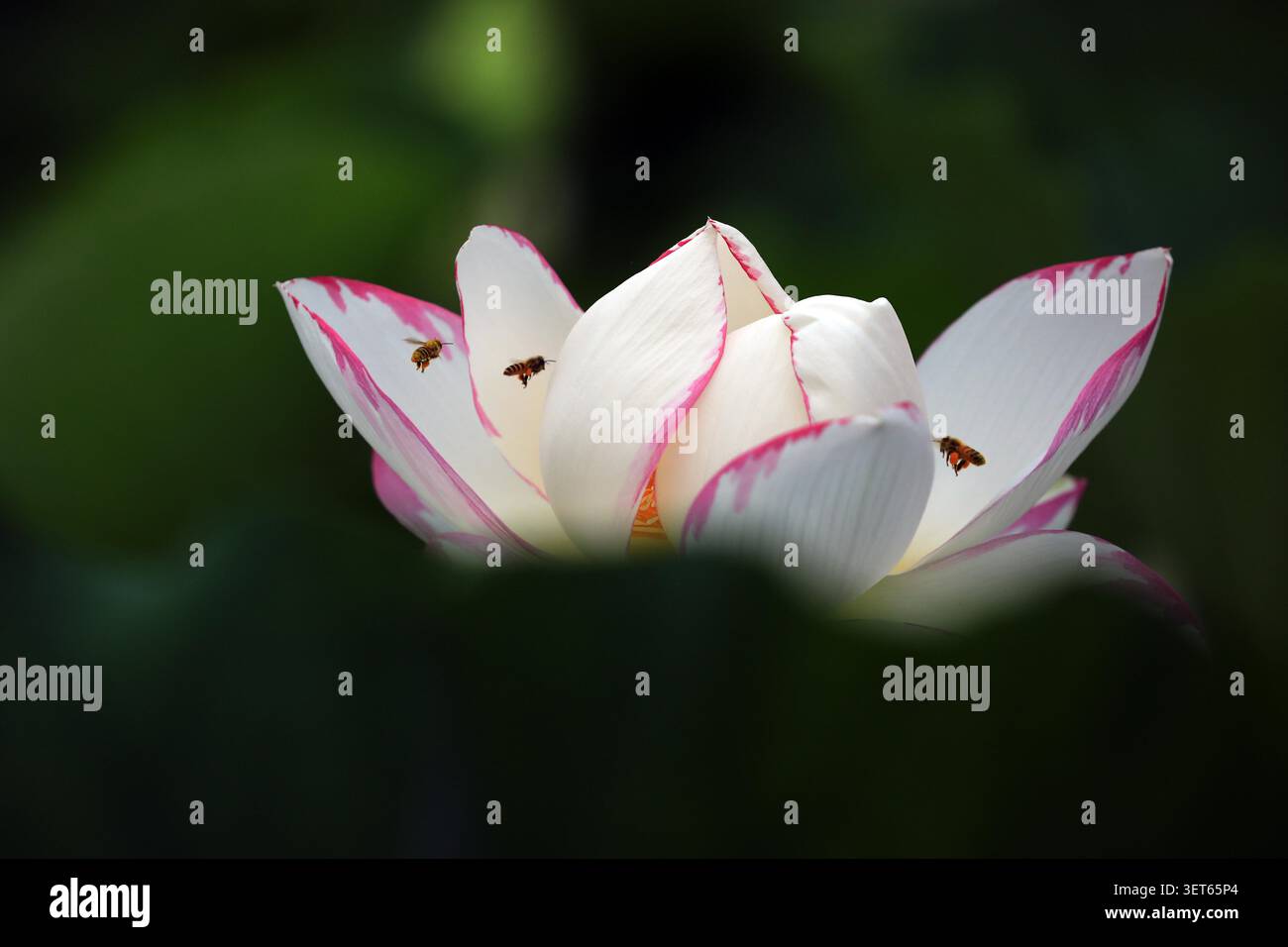 White lotuses bloom at Chuxiu Park in Huai'an, east China's Jiangsu ...