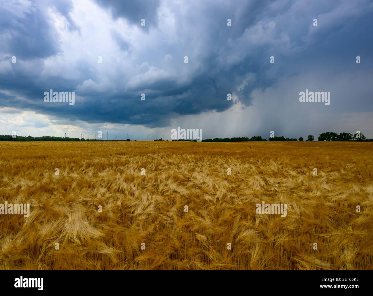 21 June 2026, Brandenburg, Treplin: Dark storm clouds are rolling ...