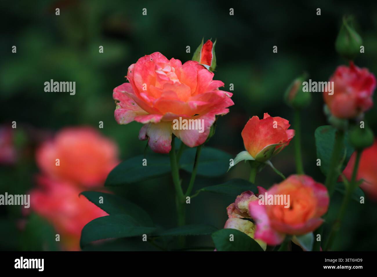Chinese roses bloom at Chuxiu Park in Huai'an, east China's Jiangsu, on ...
