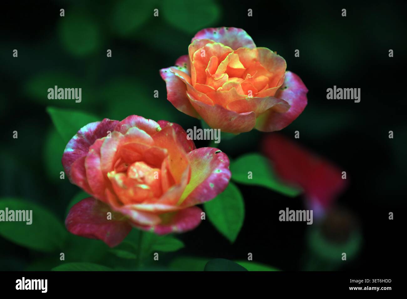 Chinese roses bloom at Chuxiu Park in Huai'an, east China's Jiangsu, on ...