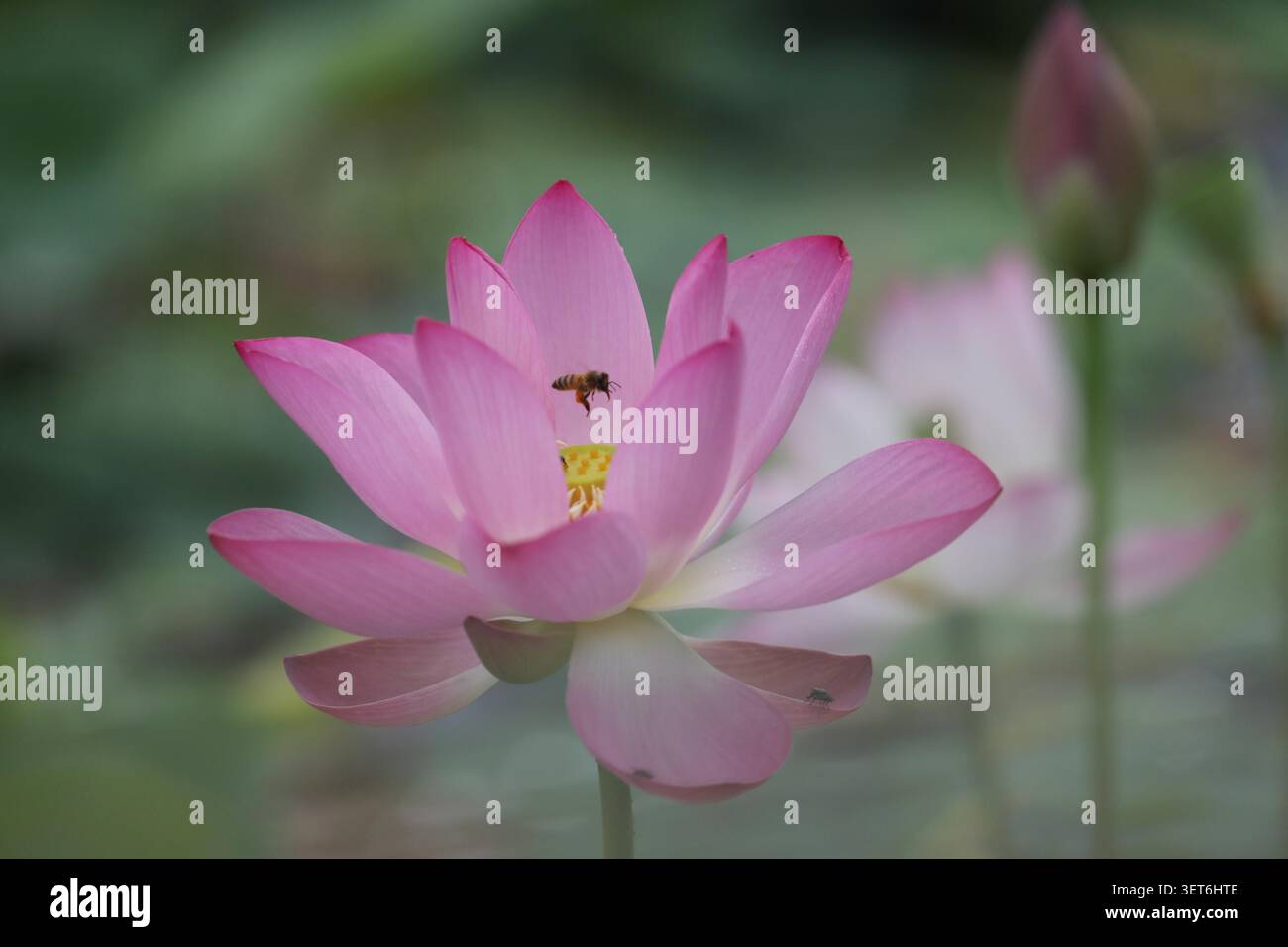 Lotus flowers are seen at Cisheng Park in Wenxian, Jiaozuo, central ...