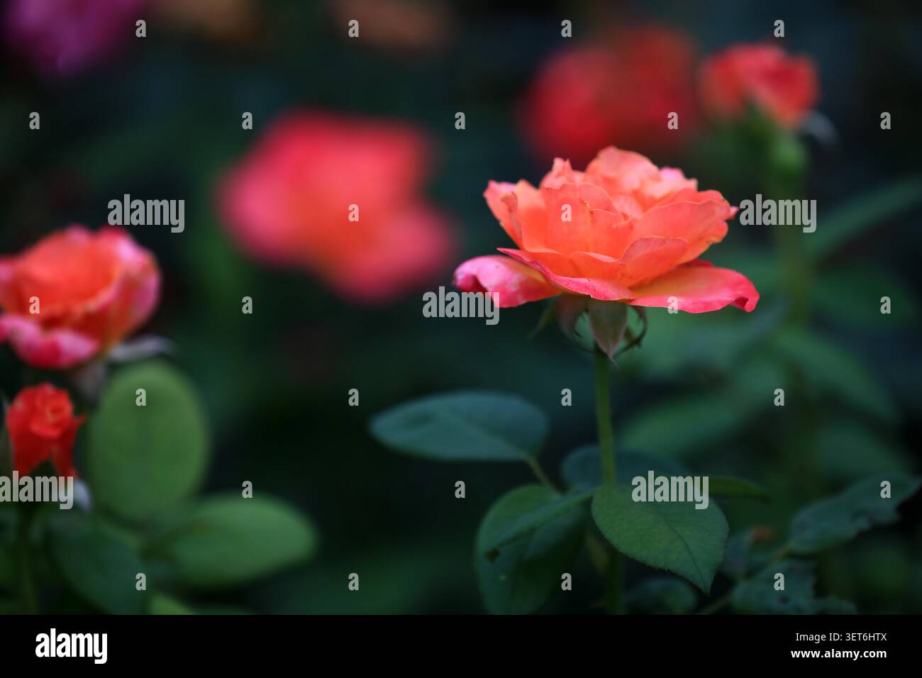 Chinese roses bloom at Chuxiu Park in Huai'an, east China's Jiangsu, on ...