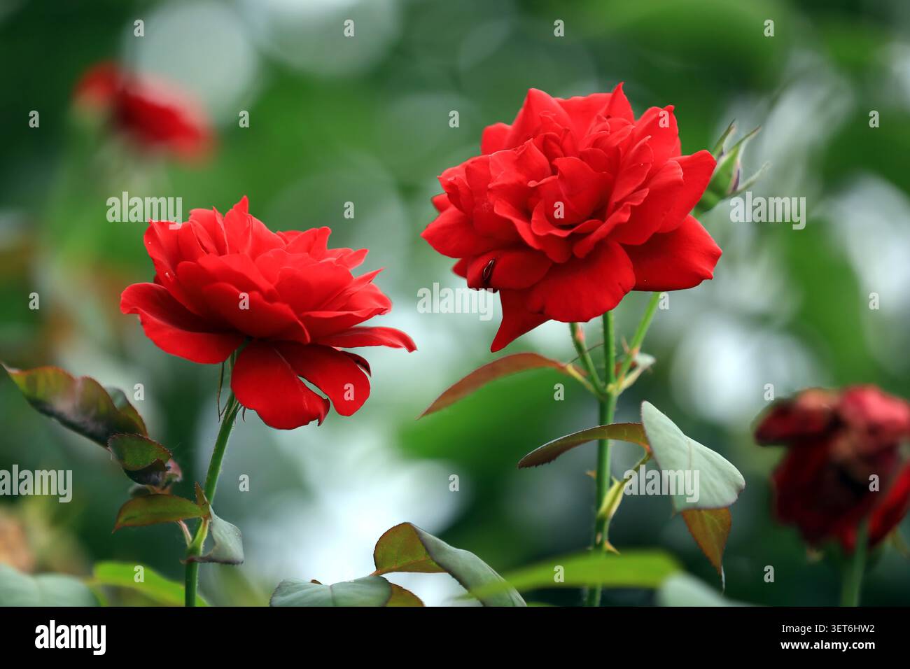 Chinese roses bloom at Chuxiu Park in Huai'an, east China's Jiangsu, on ...