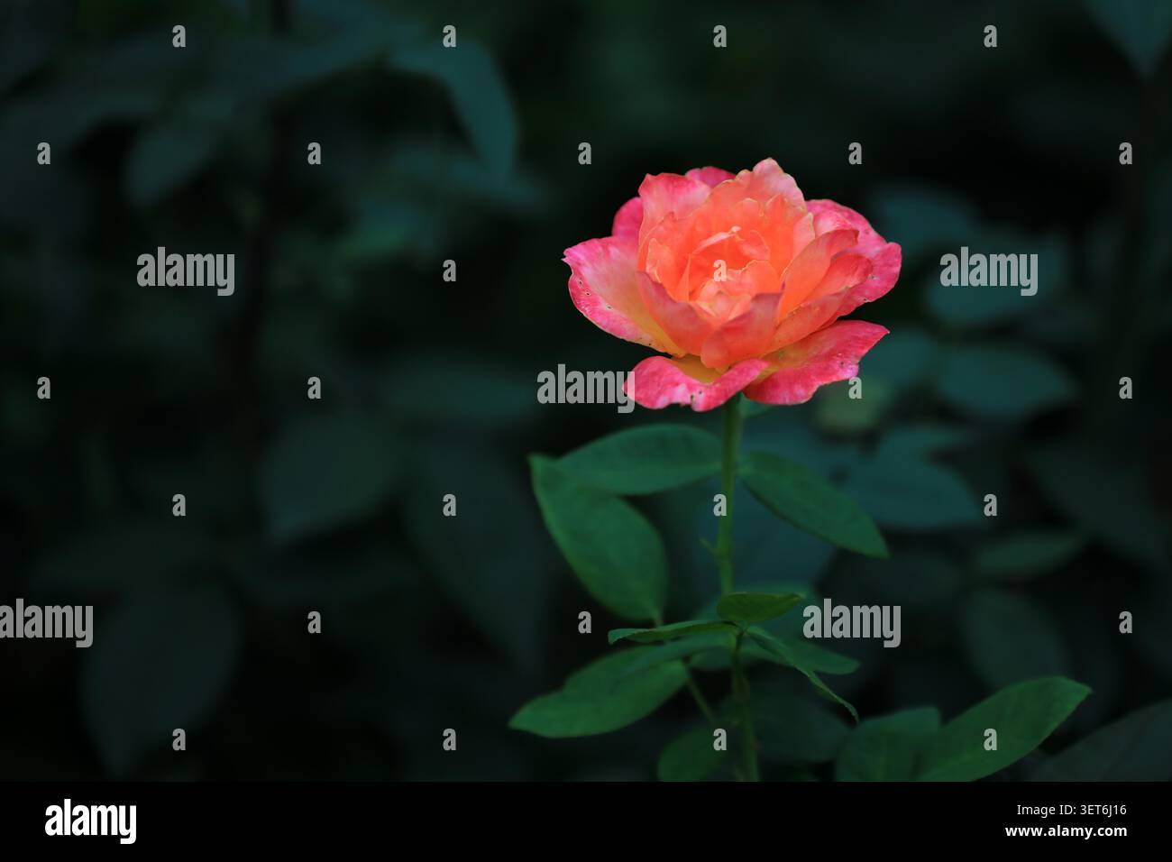 Chinese roses bloom at Chuxiu Park in Huai'an, east China's Jiangsu, on ...