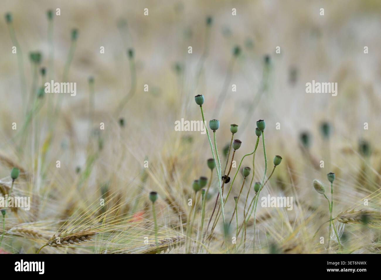 21 June 2026, Brandenburg, Werder: Empty seed pods from faded poppies ...