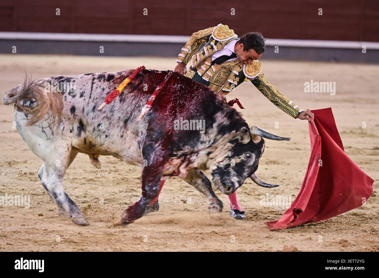 Bullfighter Juan Pablo Sánchez during the bullfight with bulls from the ...