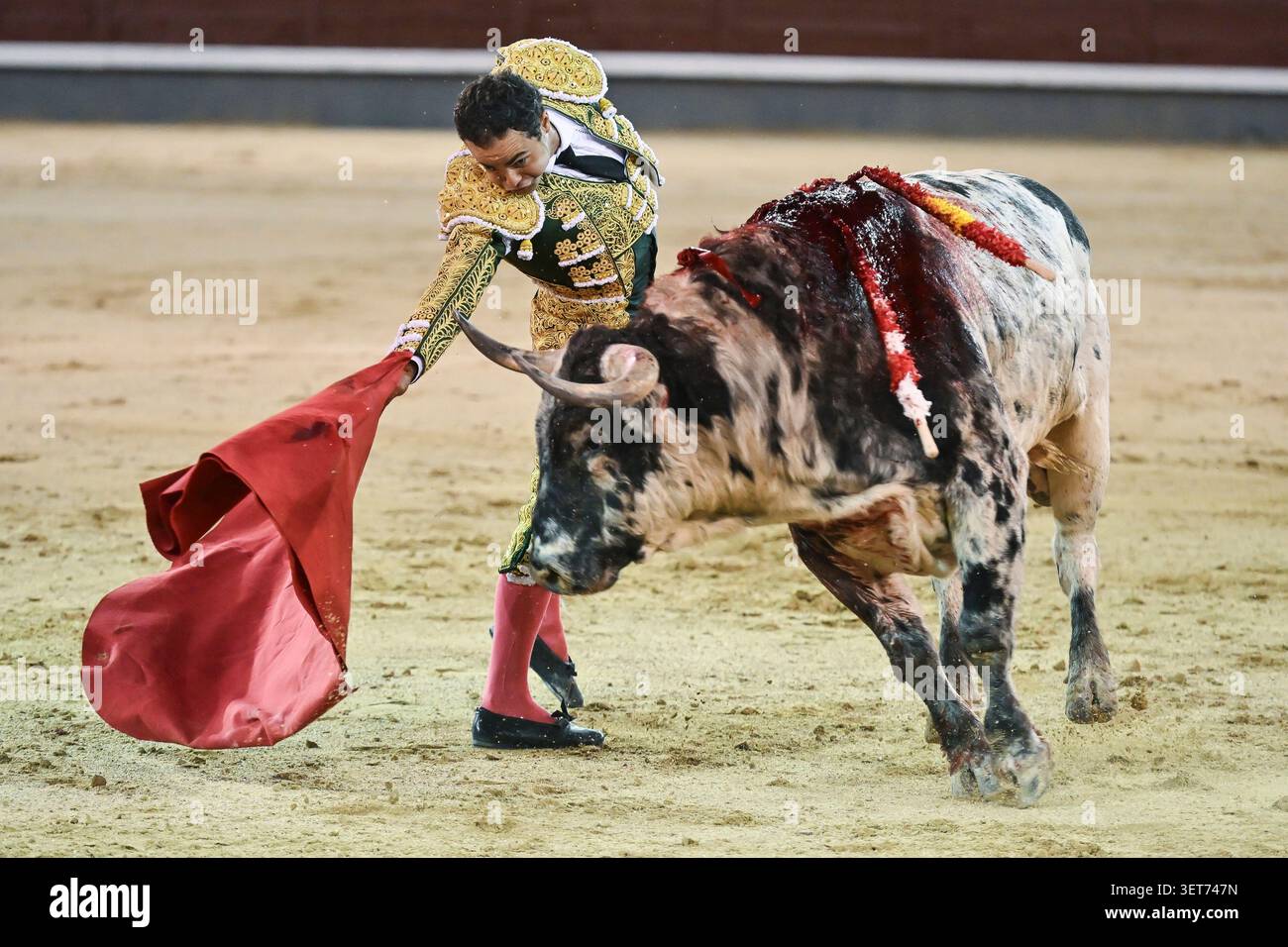 Bullfighter Juan Pablo Sánchez during the bullfight with bulls from the ...