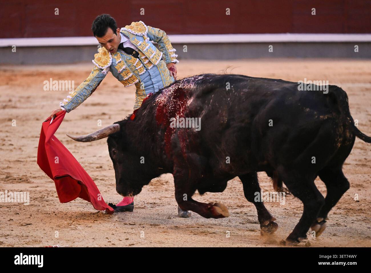 Bullfighter Cristian Perez during the bullfight with bulls from the ...