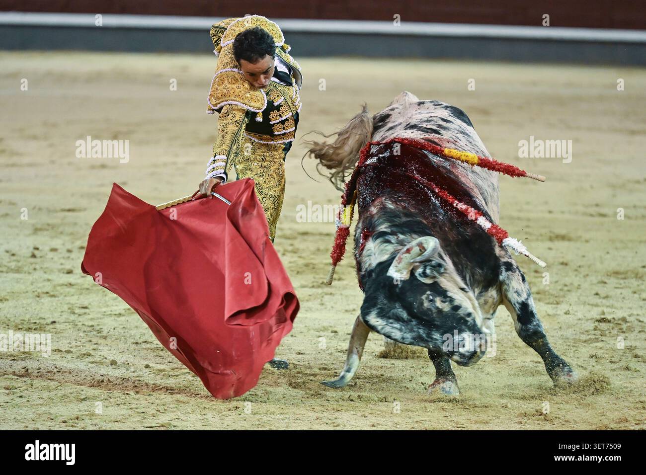 Bullfighter Juan Pablo Sánchez during the bullfight with bulls from the ...