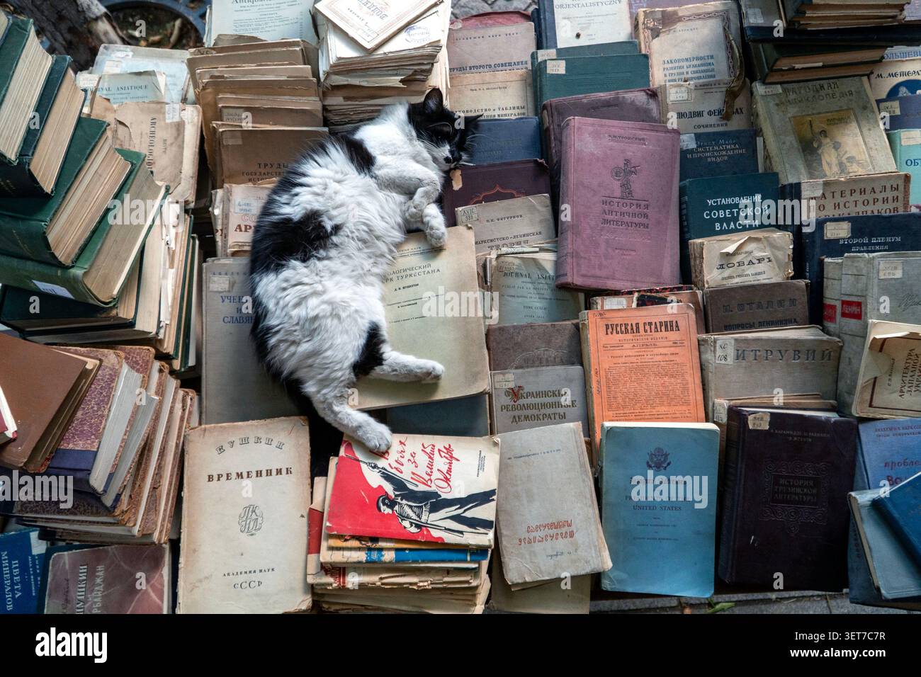 Tbilisi, Georgia. 21st June, 2026. A cat sleeps on a pile of old books ...