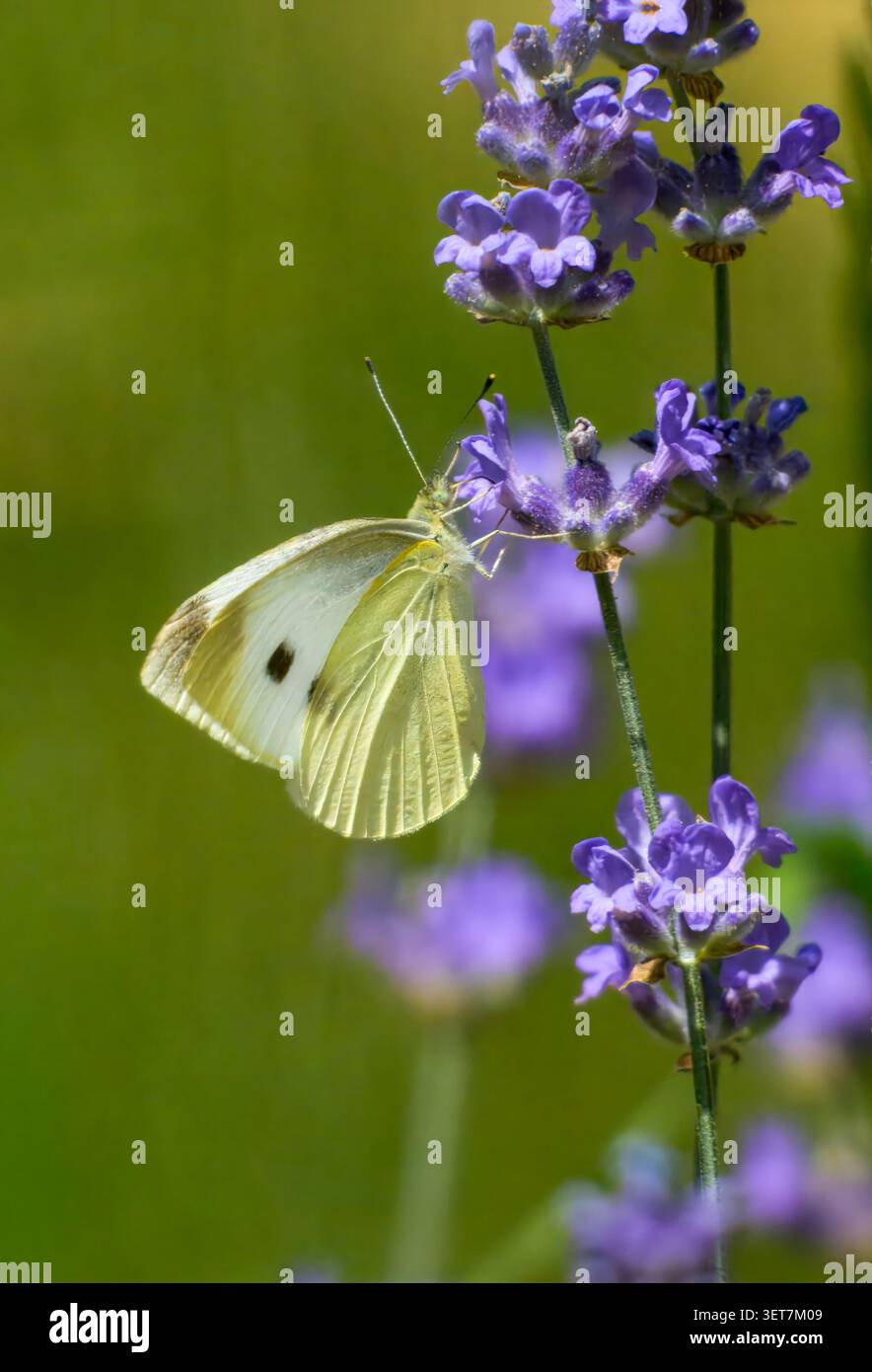 Elhovo Bulgaria June 12st 2026: Butterflys on Lavender on first day of ...