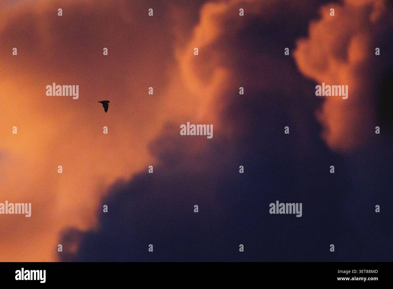 A bat appears as a silhouette against Cumulonimbus clouds in the ...