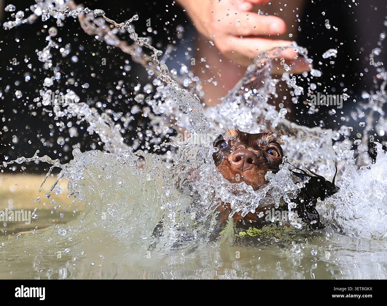The International Dachshund Festival – JAZOFest was held at Ribnjak ...
