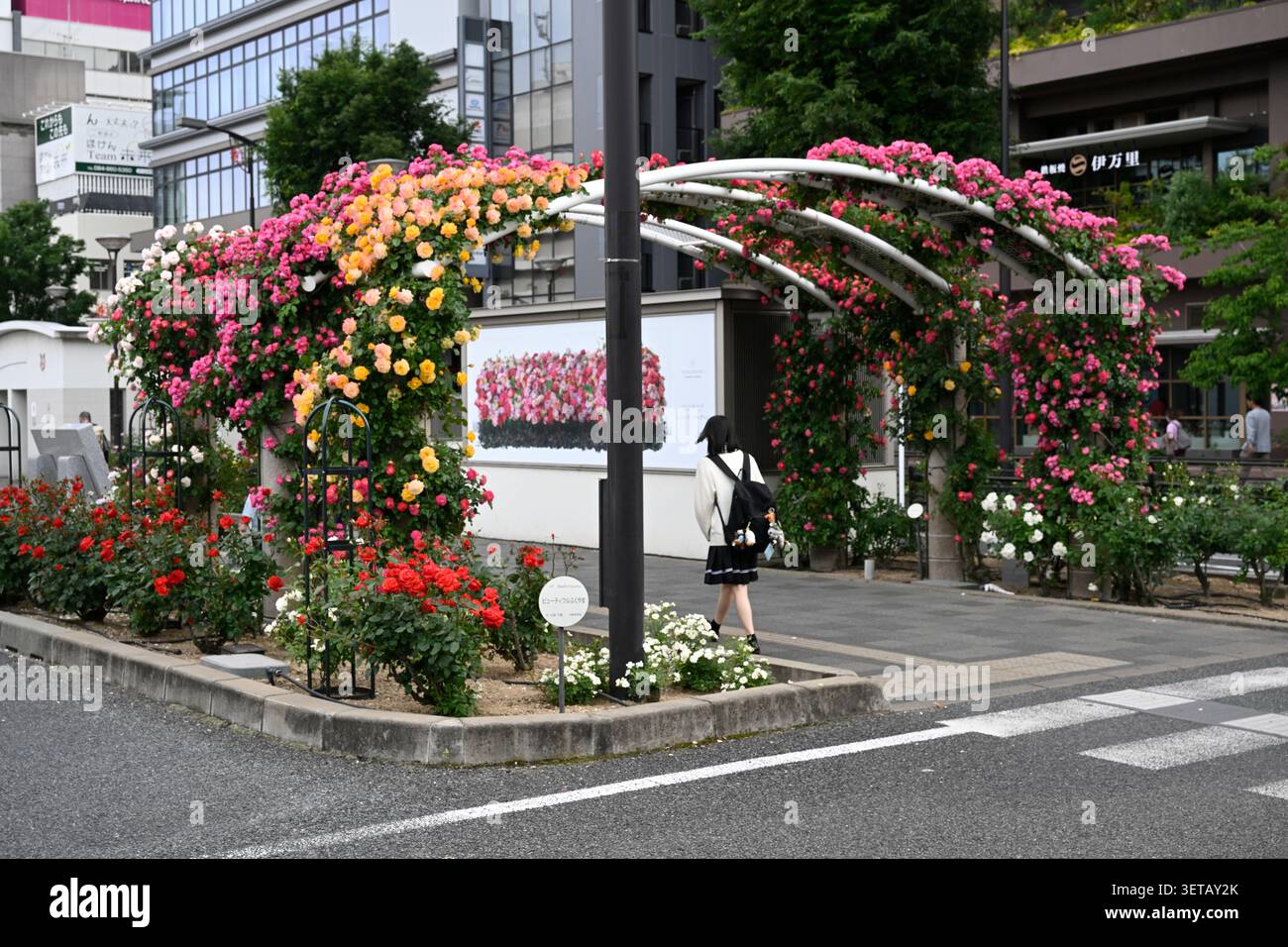 Beautiful rose flowers at Fukuyama castle,Honshu island,Japan Stock ...