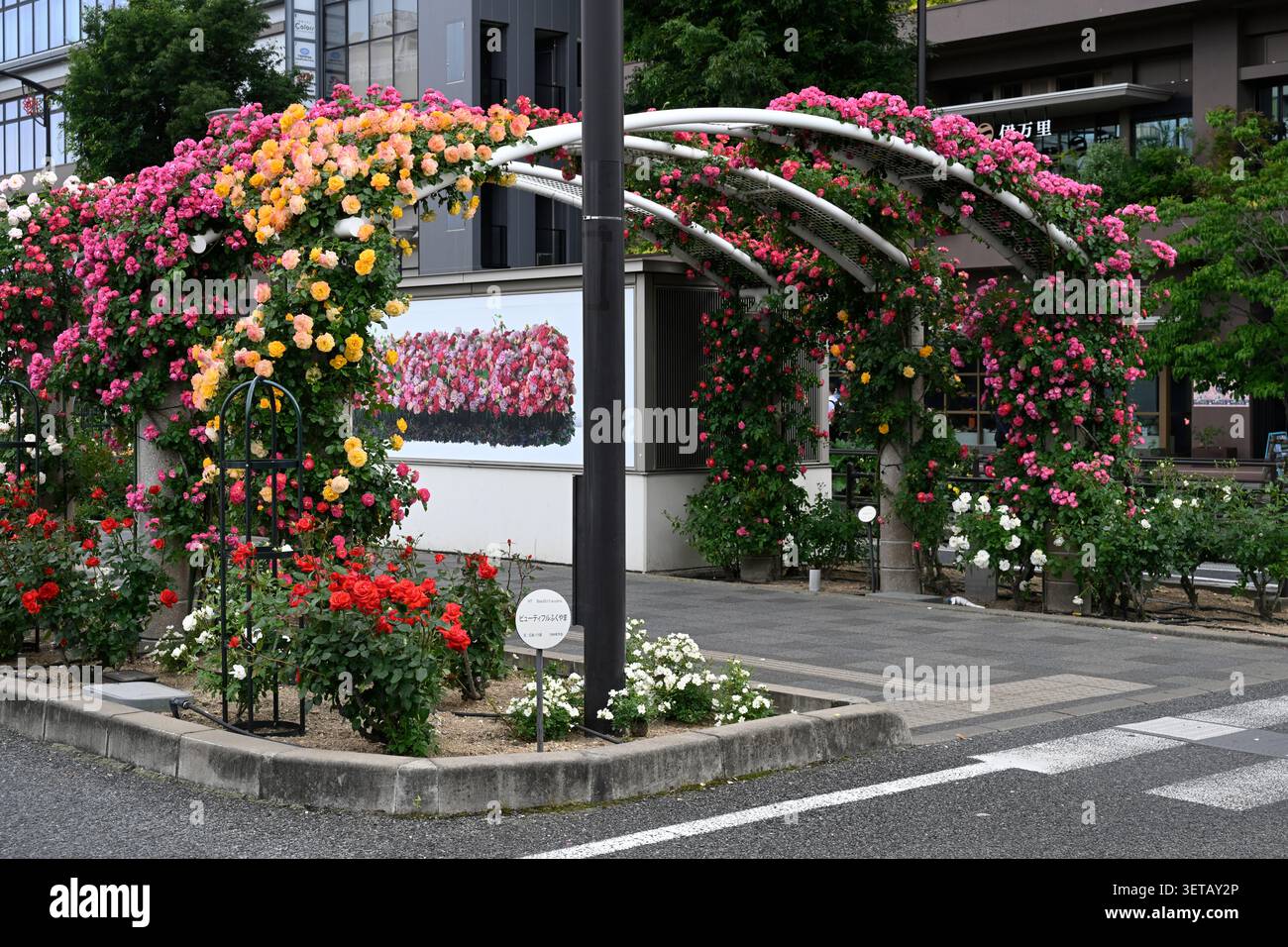 Beautiful rose flowers at Fukuyama castle,Honshu island,Japan Stock ...
