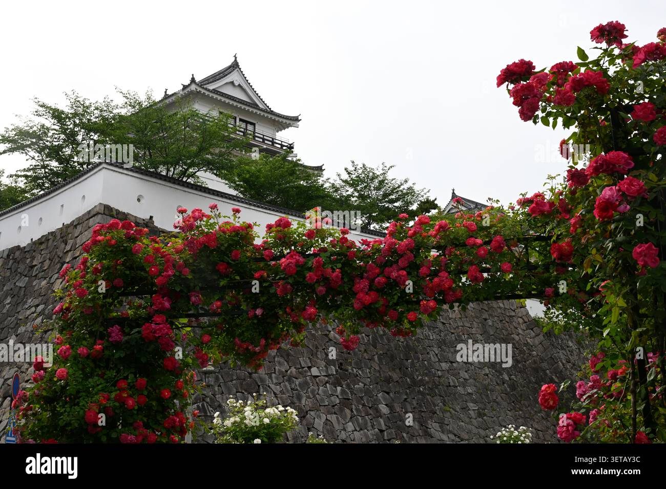 Beautiful rose flowers at Fukuyama castle,Honshu island,Japan Stock ...