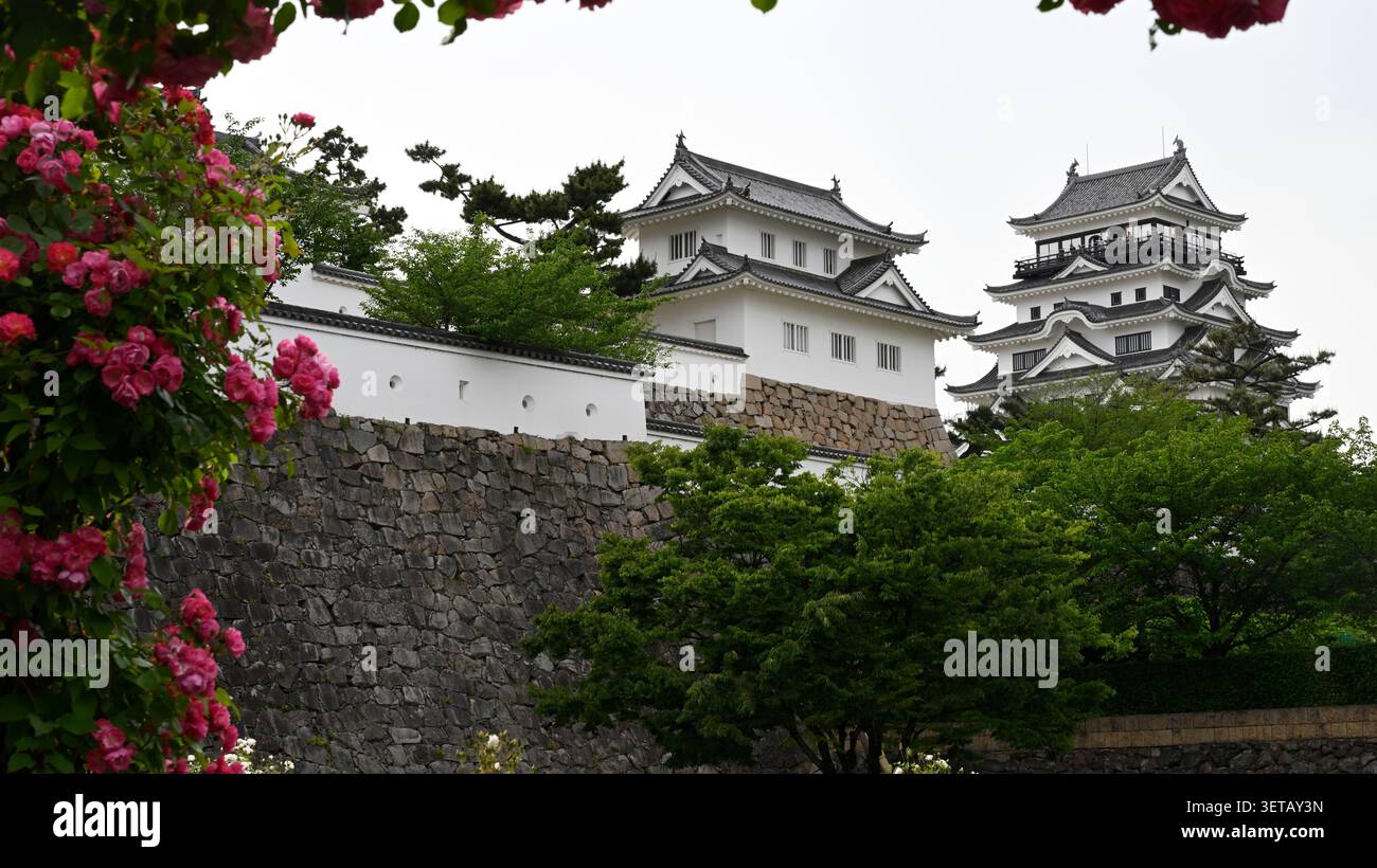 Beautiful rose flowers at Fukuyama castle,Honshu island,Japan Stock ...
