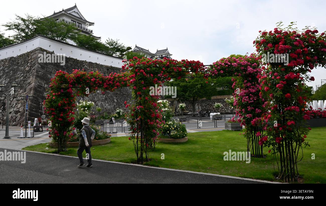 Beautiful rose flowers at Fukuyama castle,Honshu island,Japan Stock ...