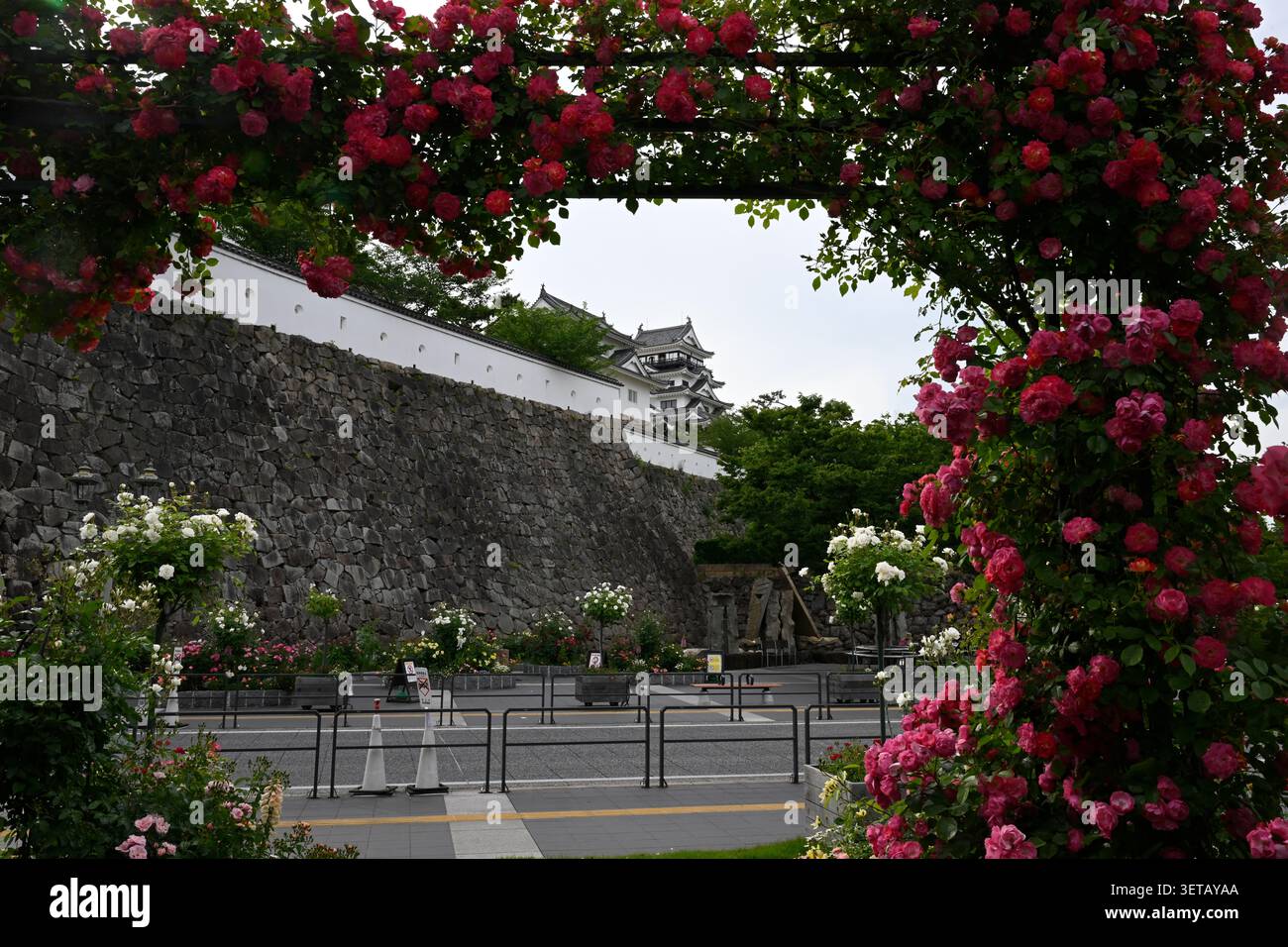 Beautiful rose flowers at Fukuyama castle,Honshu island,Japan Stock ...