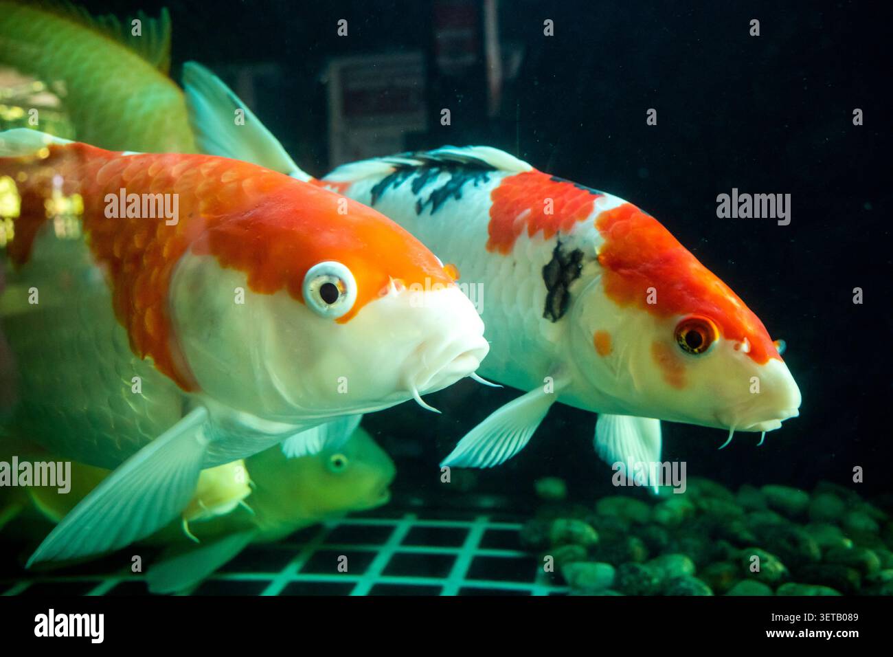 Koi fish, specifically nishikigoi (Cyprinus rubrofuscus), colorful ...