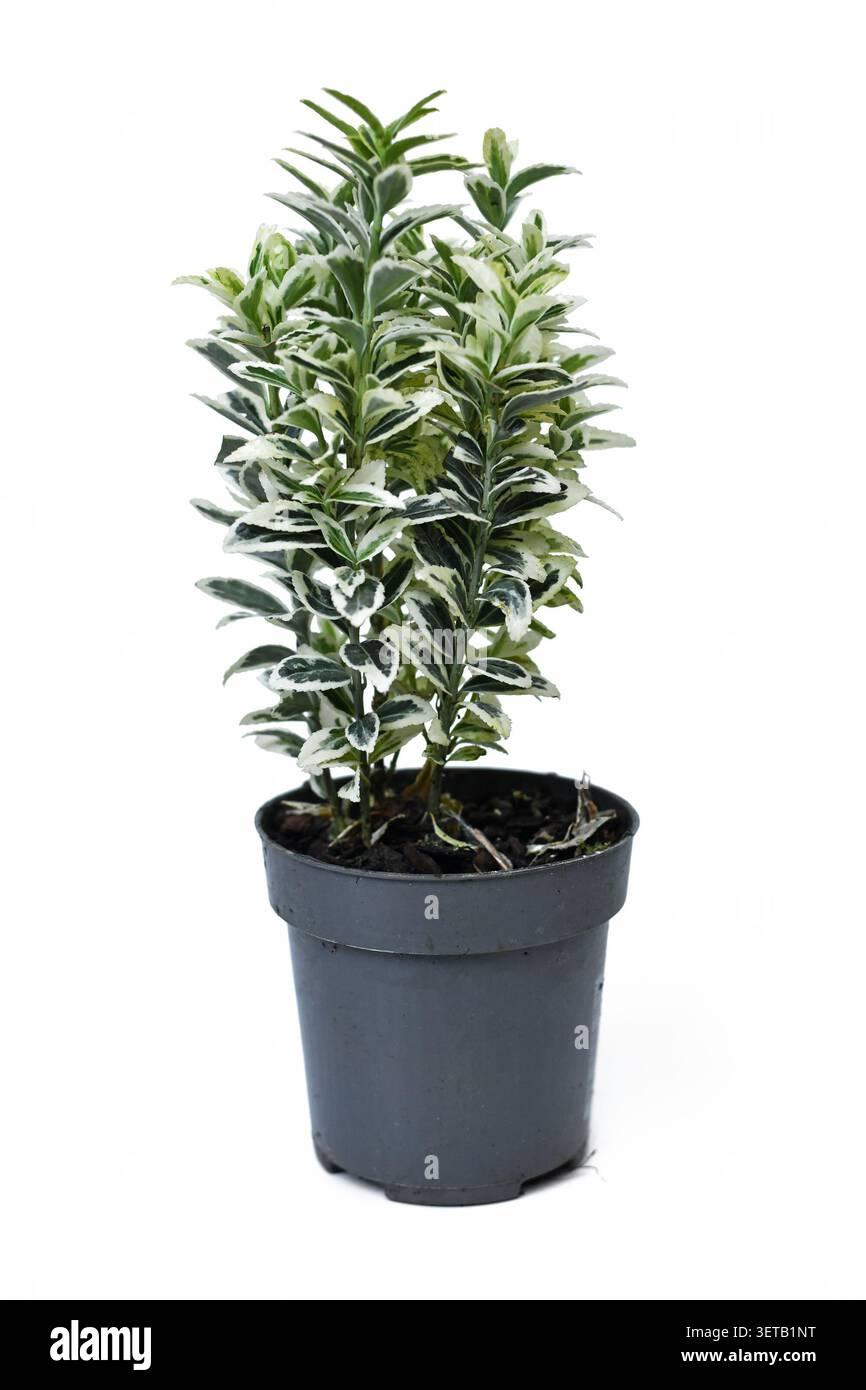 Small potted 'Euonymus Japonicus White Spire' spindle tree plant on ...