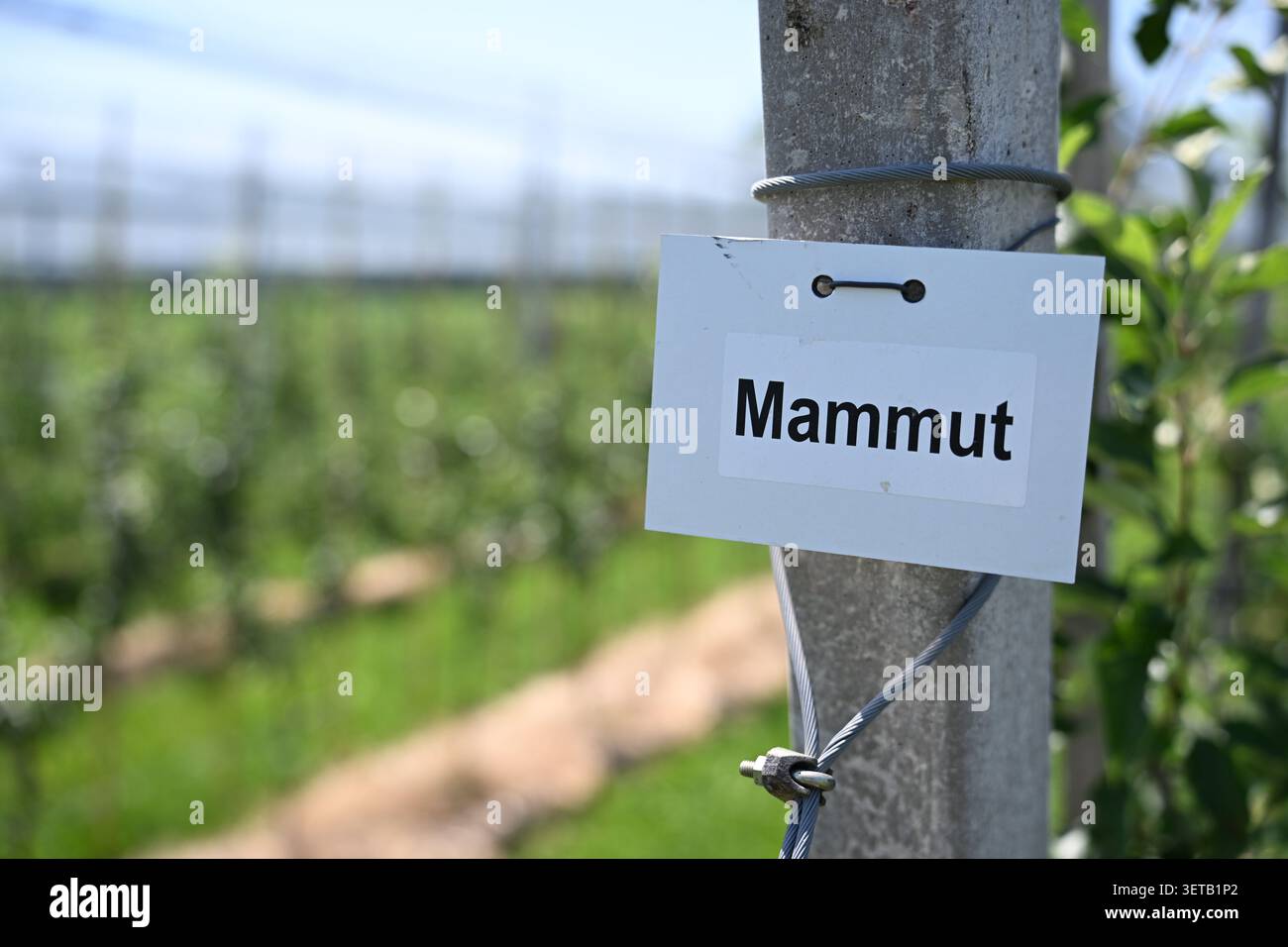 PRODUCTION - 19 June 2026, Baden-Württemberg, Bavendorf: A sign at the ...