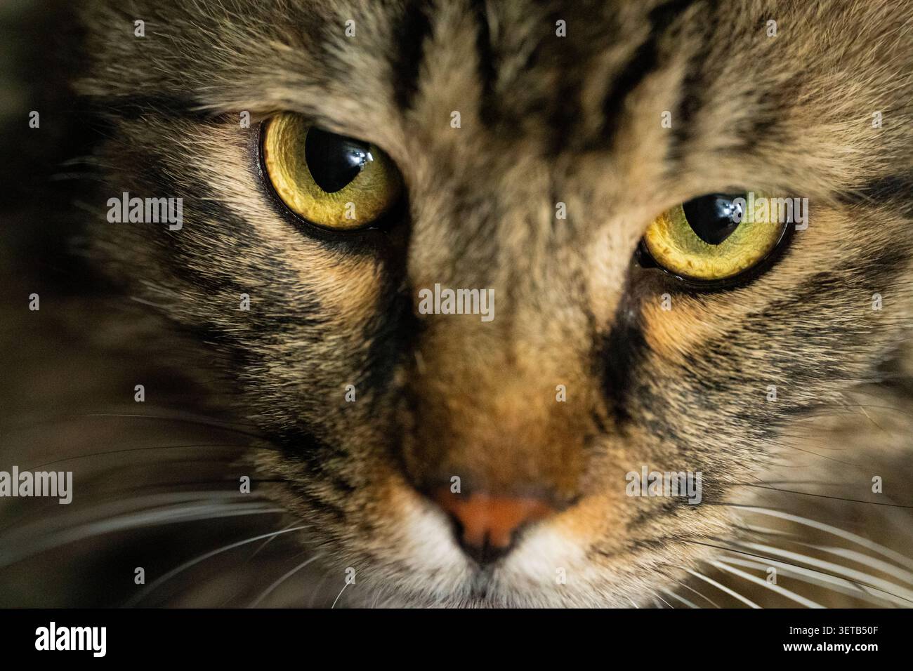 Close up portrait of a tabby cat with bright green eyes, sharp detail ...