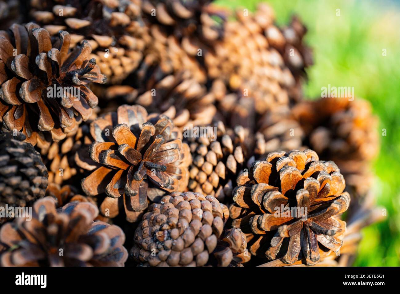 Close up of pine cones resting on green grass outdoors. Natural forest ...