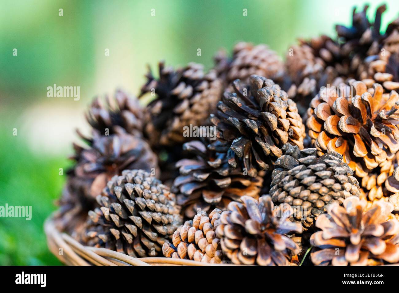 Wicker basket filled with natural pine cones on green grass. Rustic ...