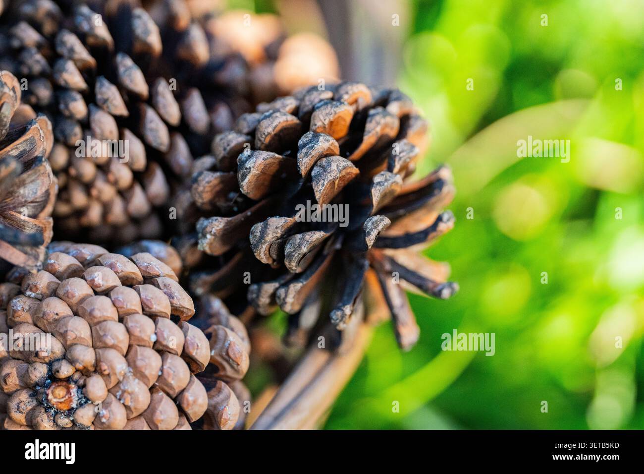Close up of pine cones resting on green grass outdoors. Natural forest ...