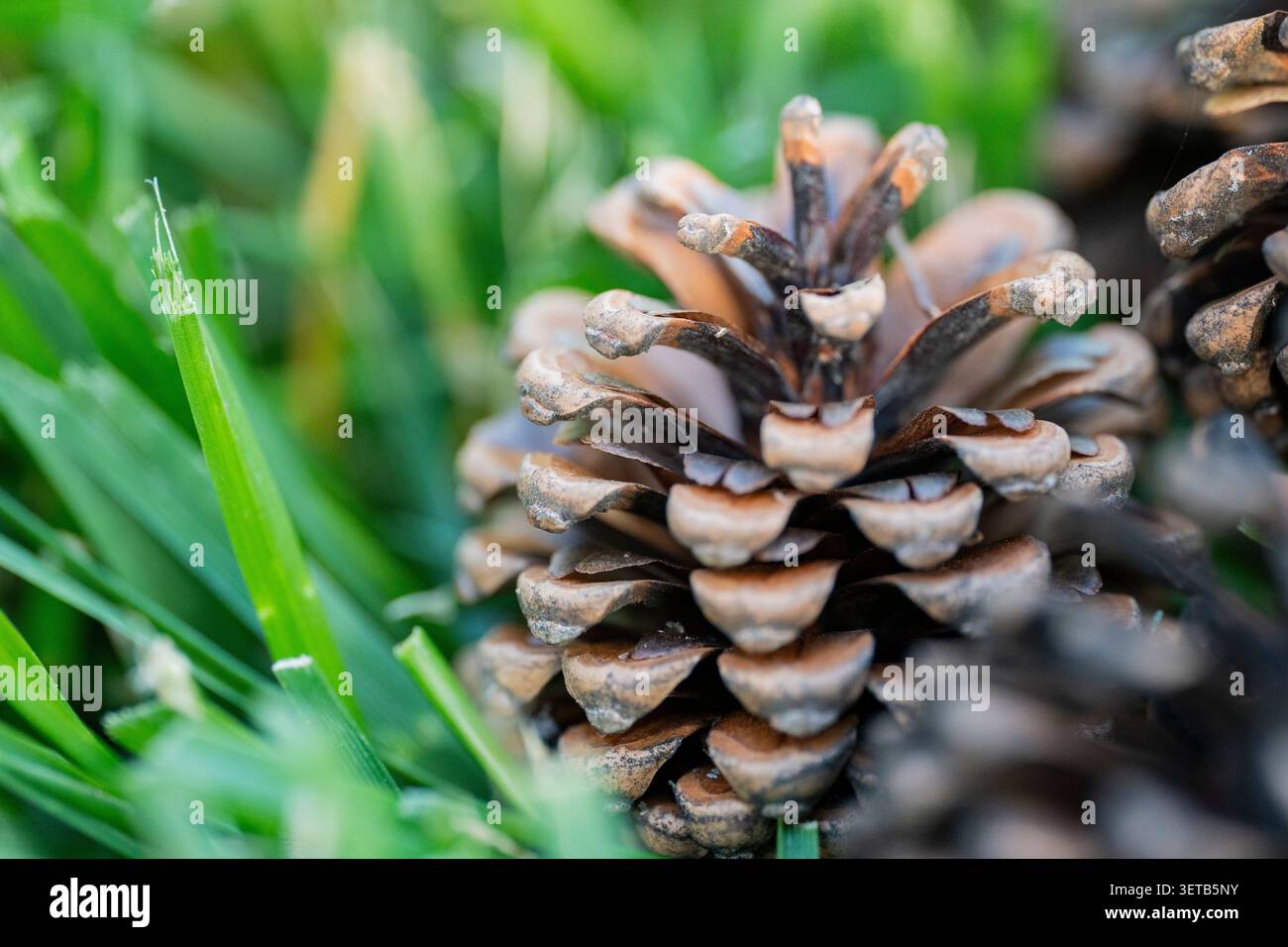 Close up of pine cones resting on green grass outdoors. Natural forest ...