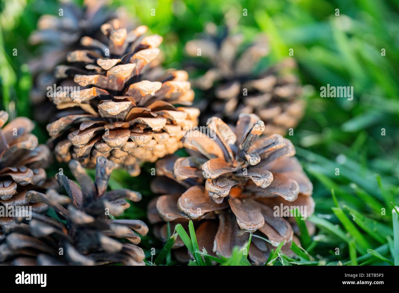 Close up of pine cones resting on green grass outdoors. Natural forest ...