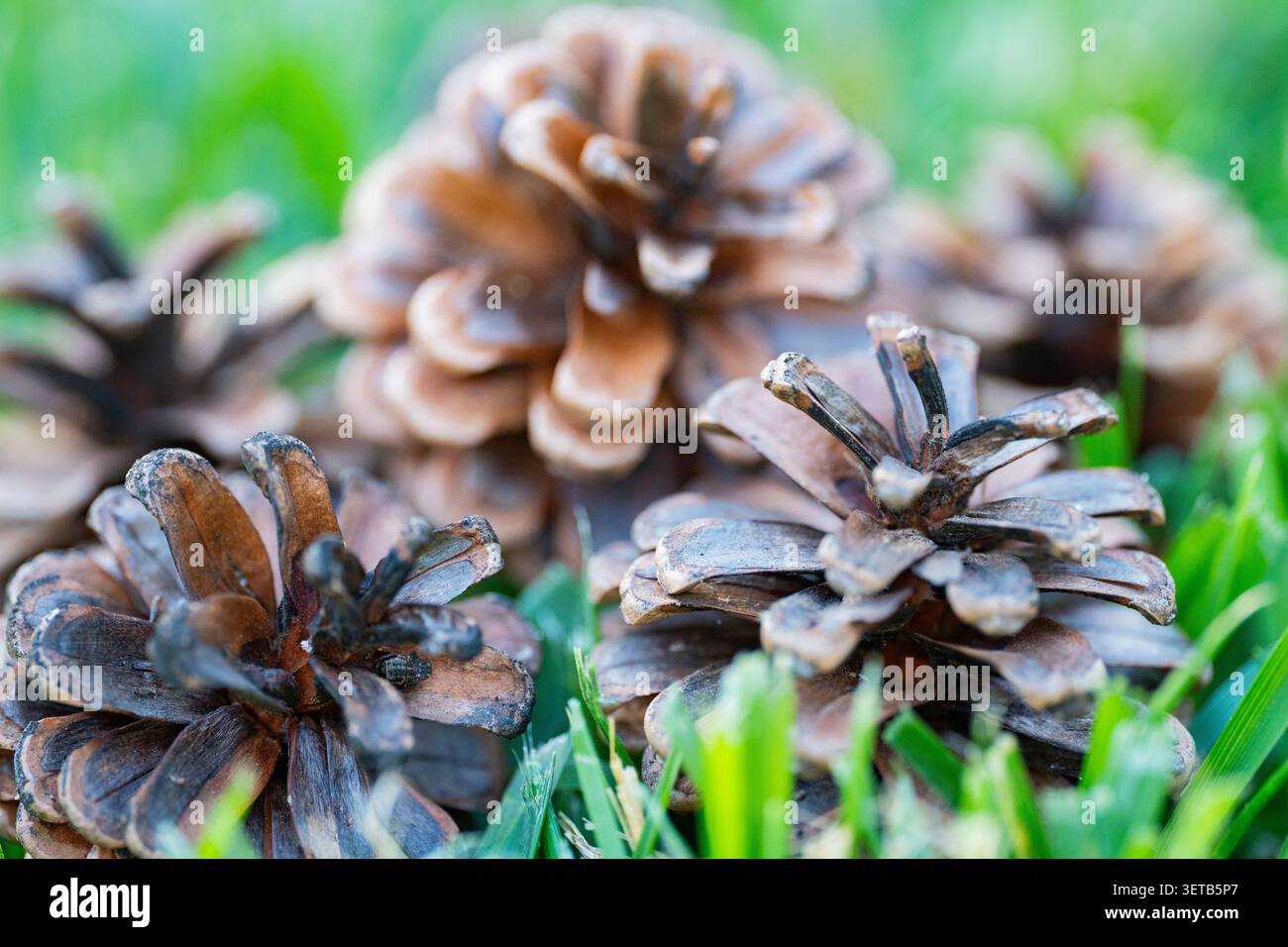 Close up of pine cones resting on green grass outdoors. Natural forest ...