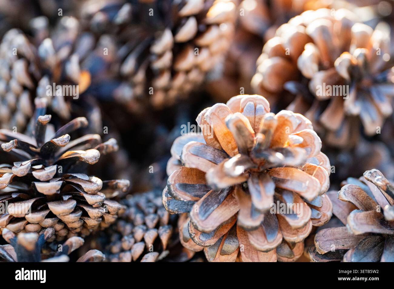 Close up of pine cones resting on green grass outdoors. Natural forest ...