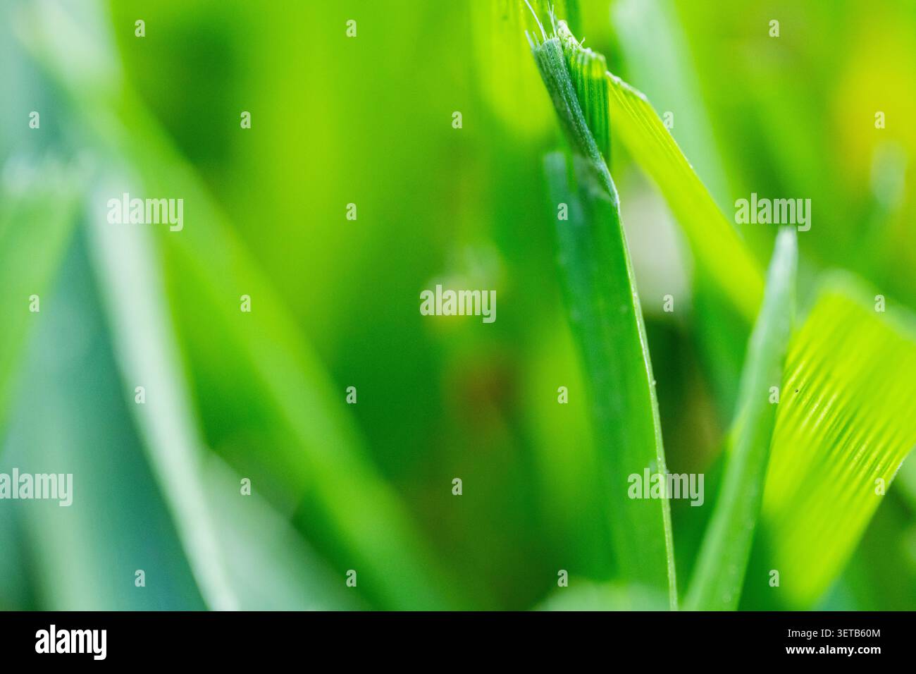 Close-up of fresh green grass blades with vibrant color and fine ...