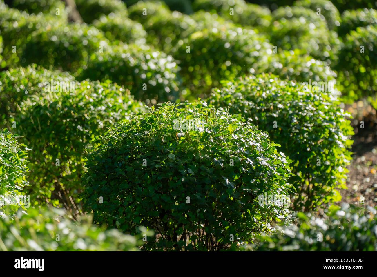 Lush decorative sphere shrubs arranged in rows under bright daylight ...