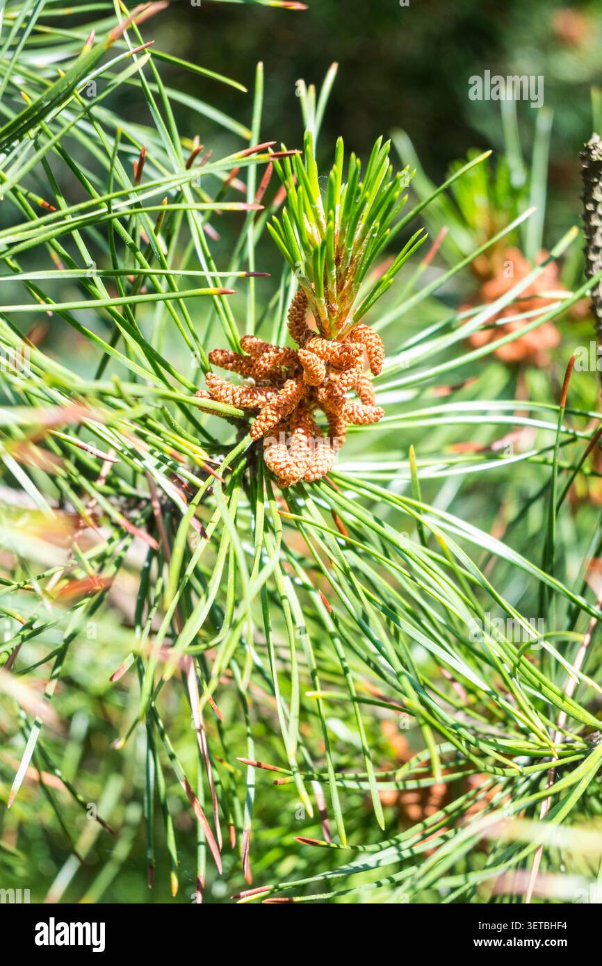 Vertical of a pine branch featuring clustered orange-brown male pollen ...