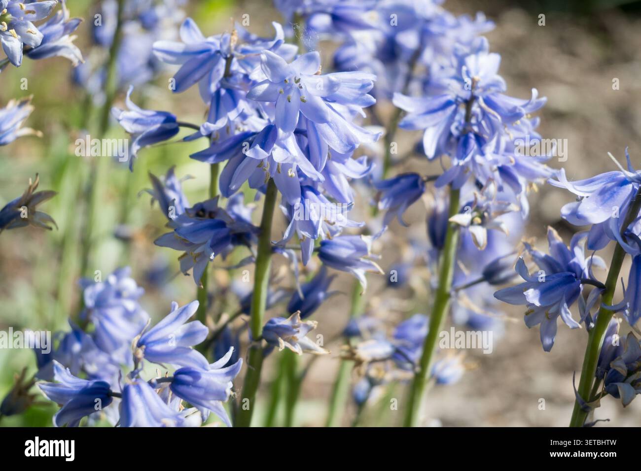 Vertical close-up of Spanish bluebell flowers with fine spiderwebs ...
