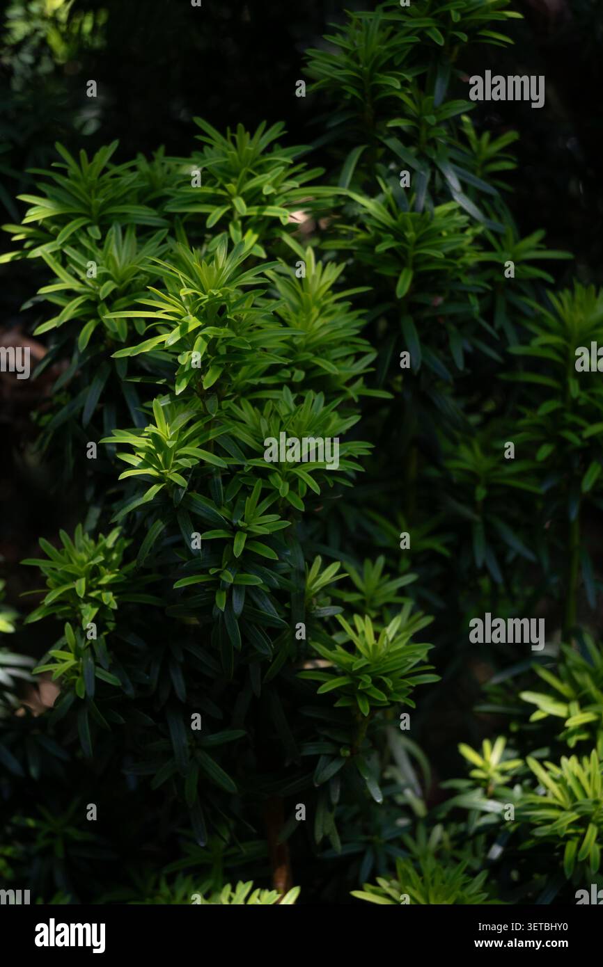 Vertical macro of deep green Euphorbia stems with clustered whorled ...