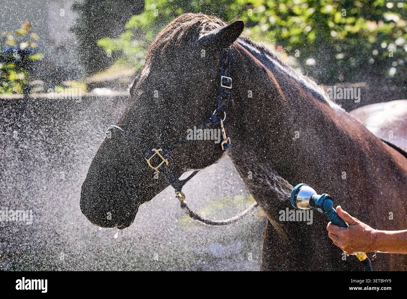 An Icelandic horse is sprayed with water a stud farm in Wehrheim near ...