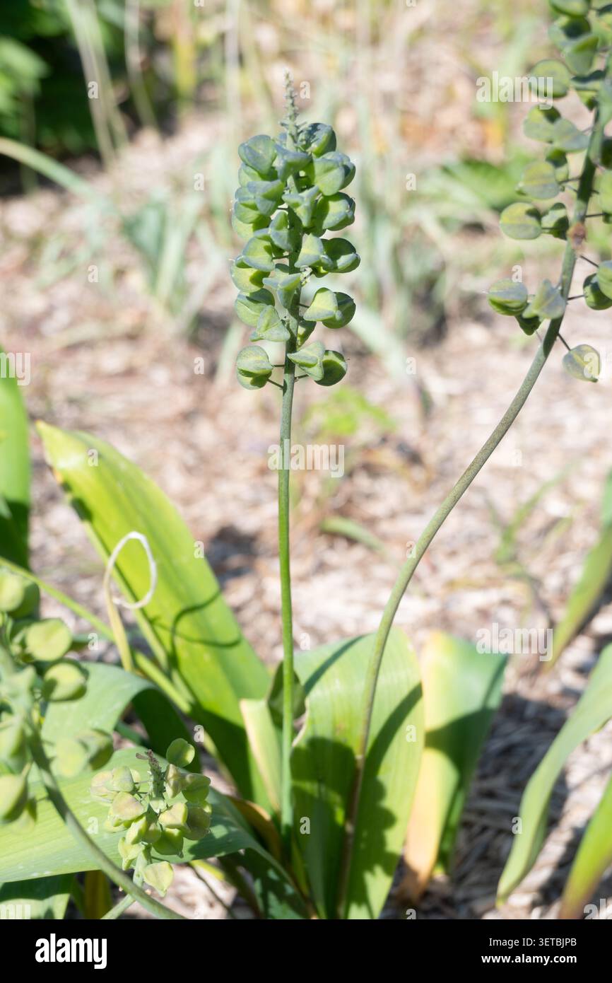 Vertical macro of green grape hyacinth seed capsules forming on a stem ...