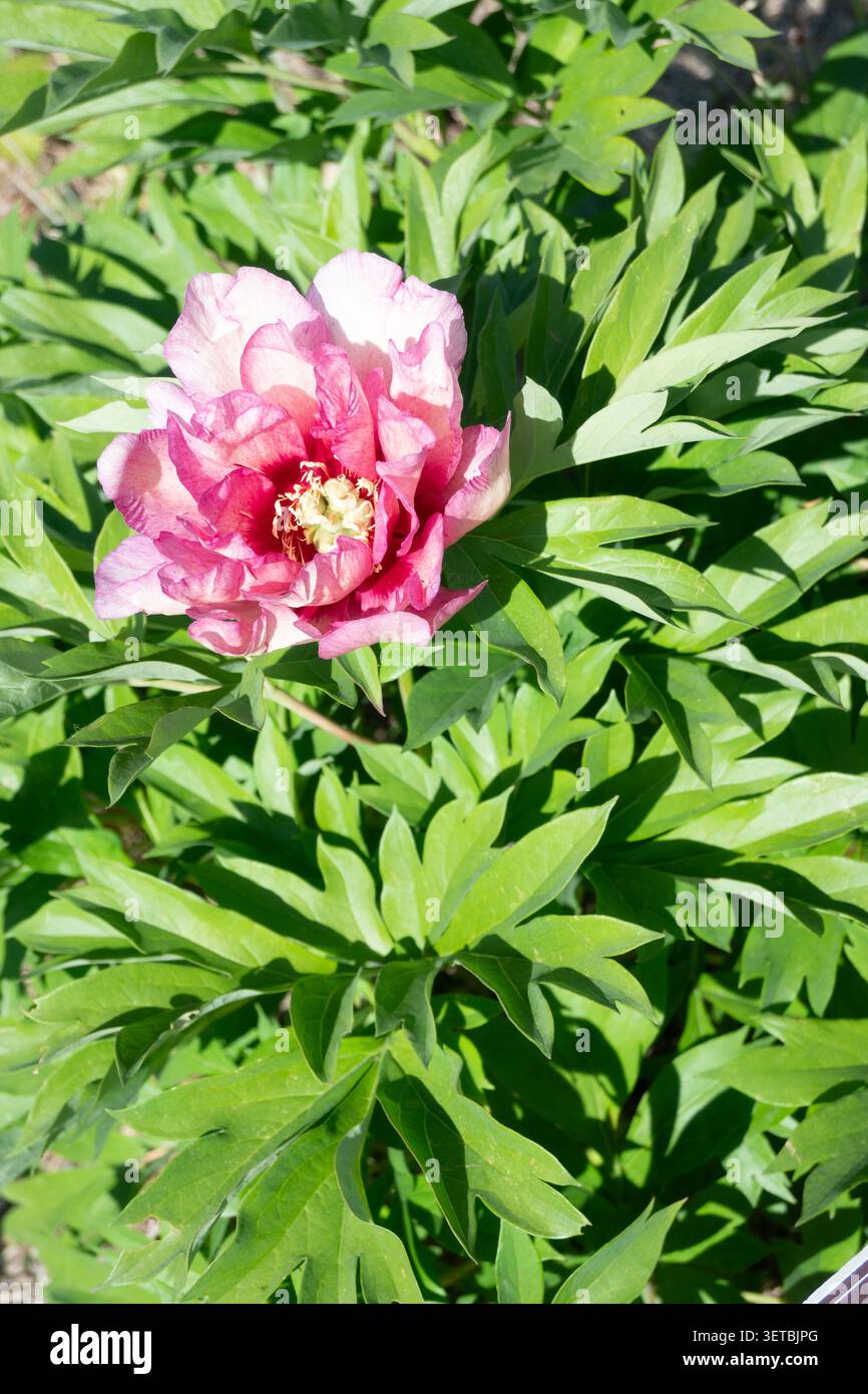 Vertical macro of a blooming peony with pink-magenta petals and yellow ...