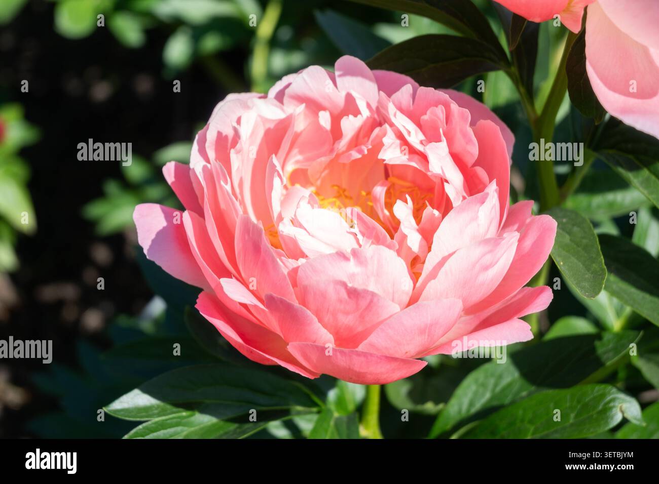 Vertical macro of a salmon-pink peony bloom with yellow stamens. Great ...