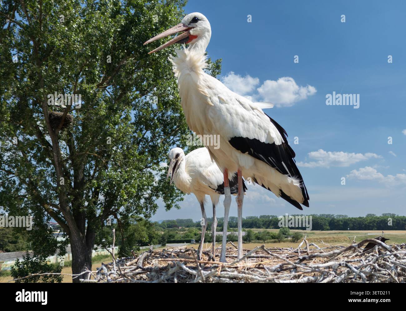 22 June 2026, Hesse, Biebsesheim: With temperatures reaching 37 degrees ...