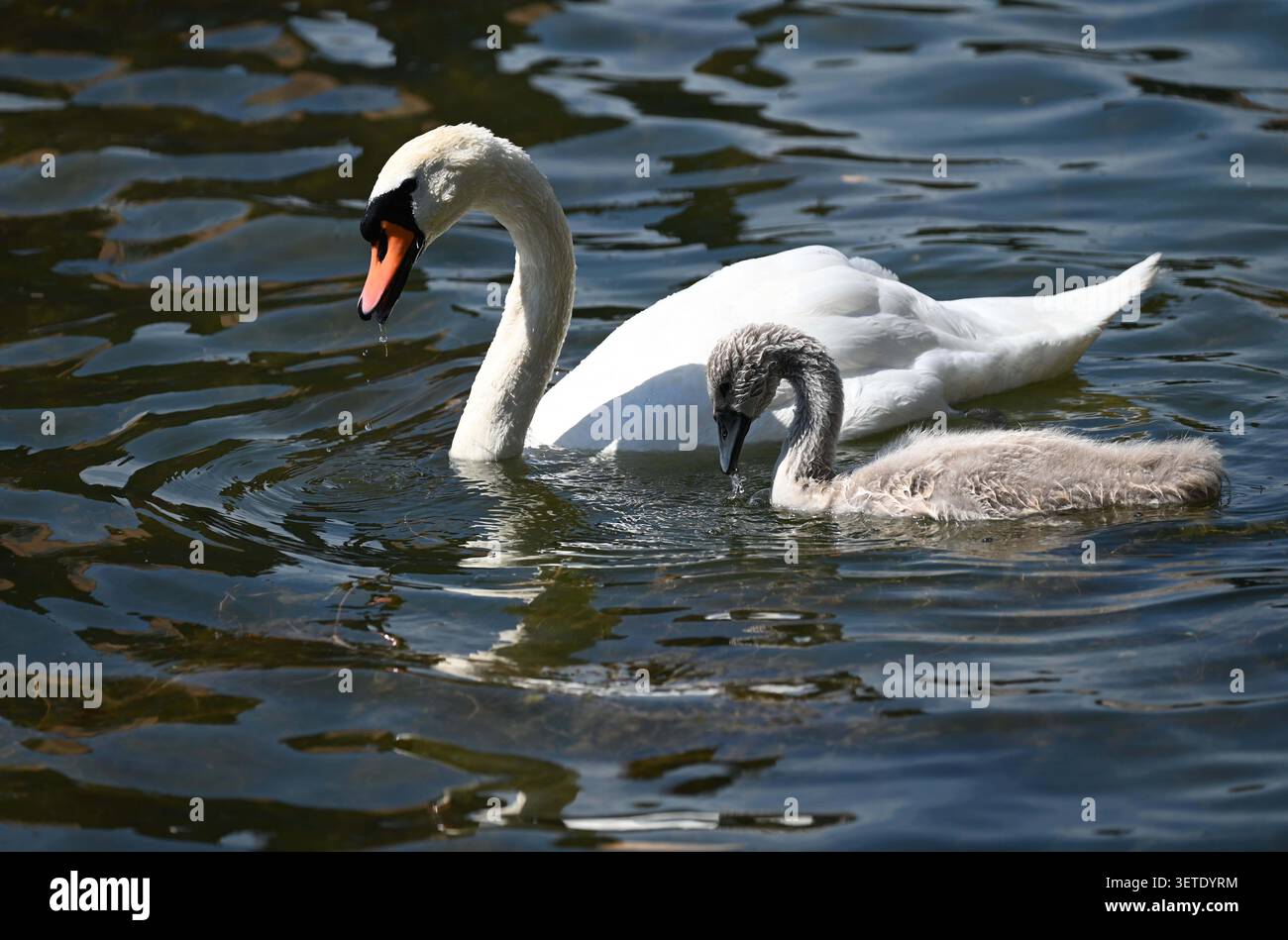 A swan swims with its ducklings, swan family, in Duisburg Inner Harbor ...