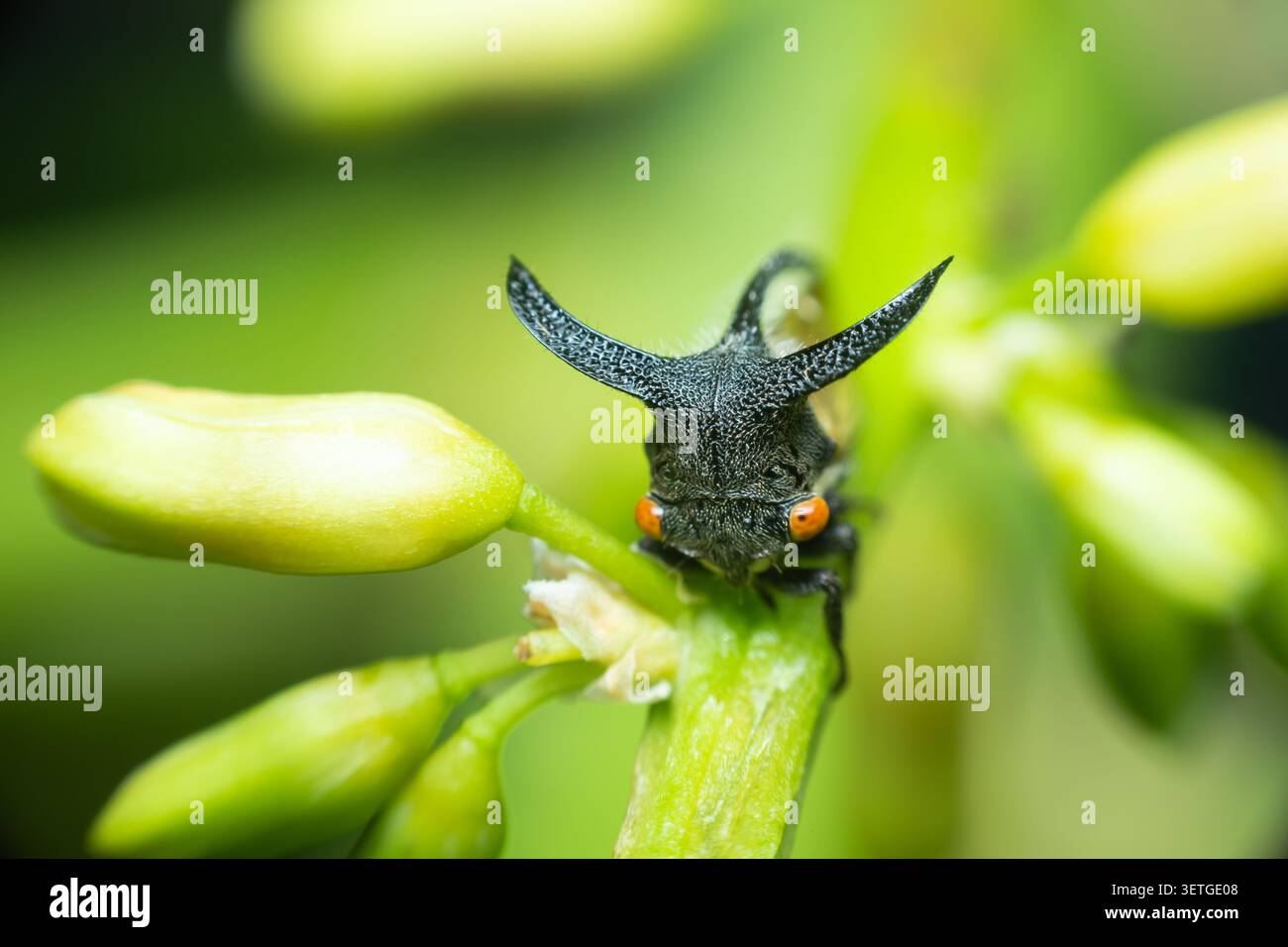 Close up macro view of horned treehopper insect resting on green plant ...